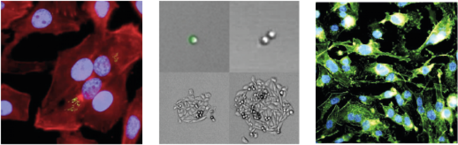 Cellavista 4| Automated cell culture microscope