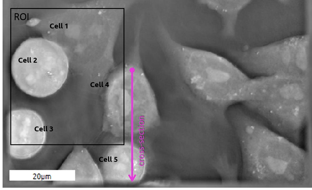 Nanolive Imaging - Biotron Healthcare