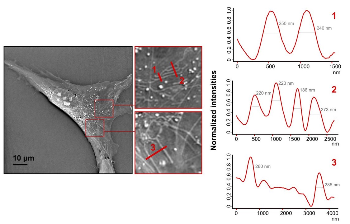 Nanolive Imaging - Biotron Healthcare