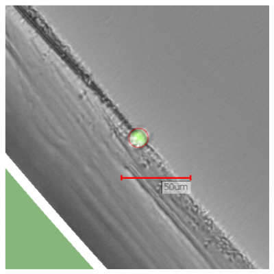 Cell Line Development | Cell Imager